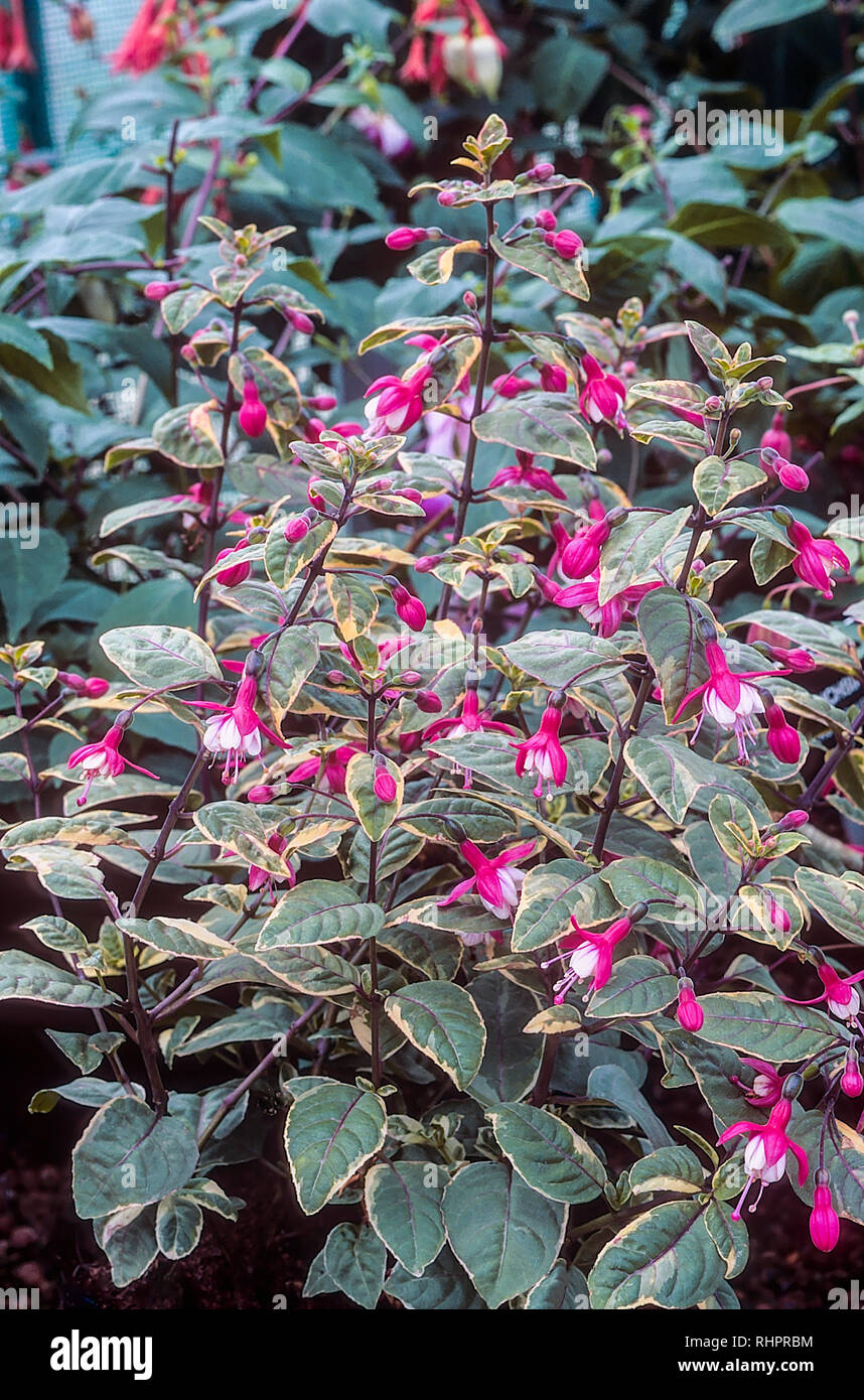 Hardy fuchsia hi-res stock photography and images - Alamy