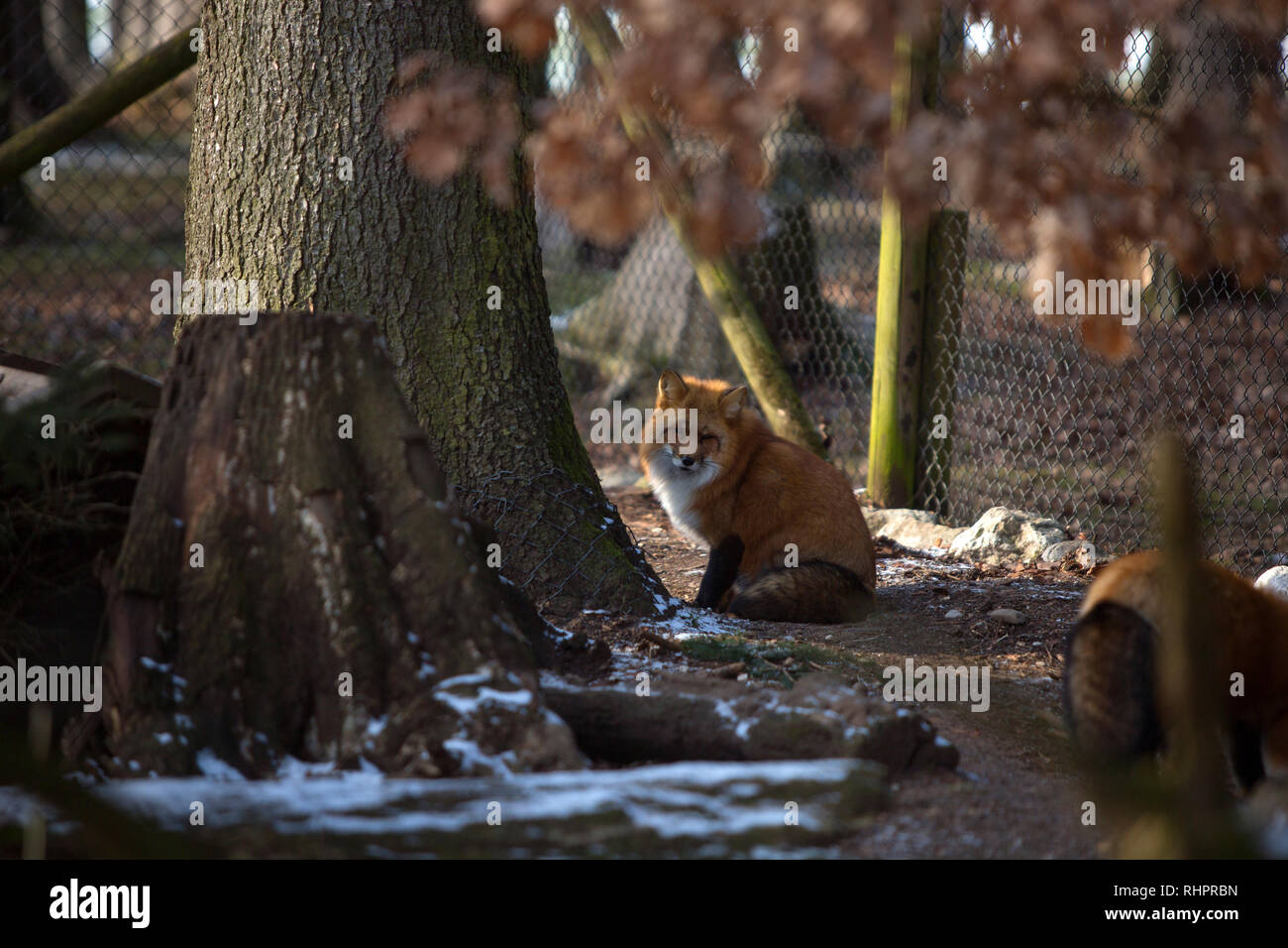 Orange fox outdoors in a park Stock Photo - Alamy