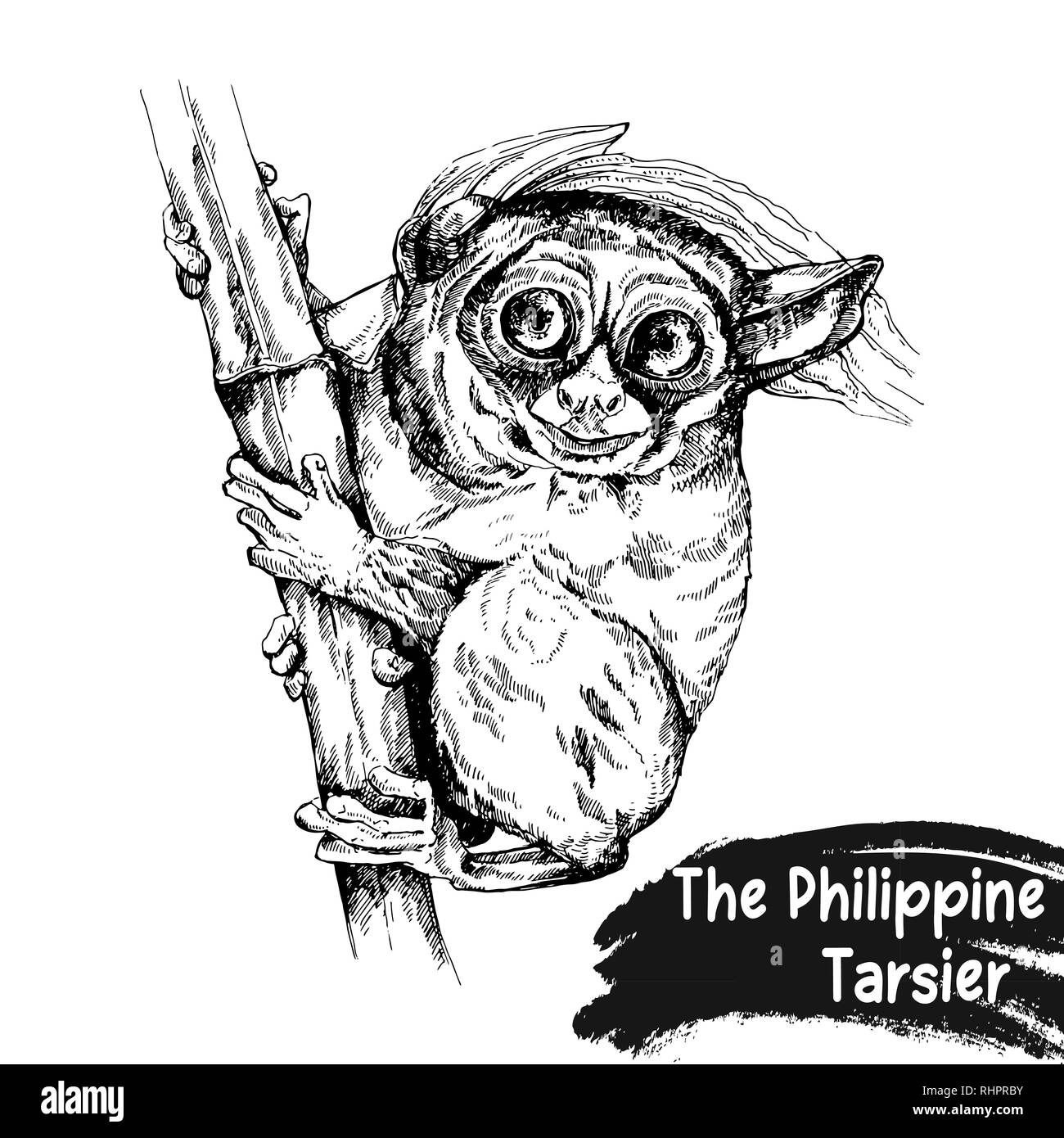 Philippine Tarsier Drawing