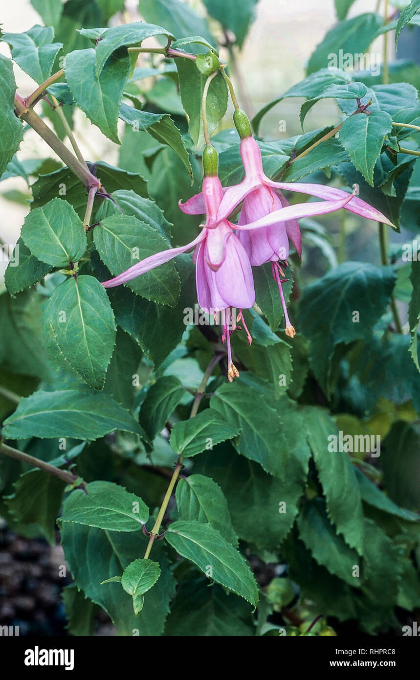 Fuchsia Leonora is a deciduous bush fuchsia that flowers in summer ...