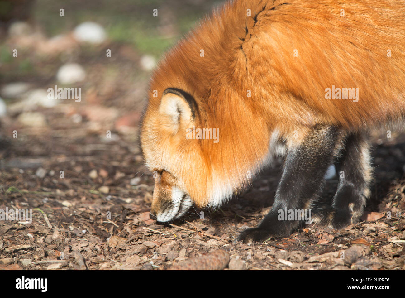 Orange fox outdoors in a park Stock Photo - Alamy