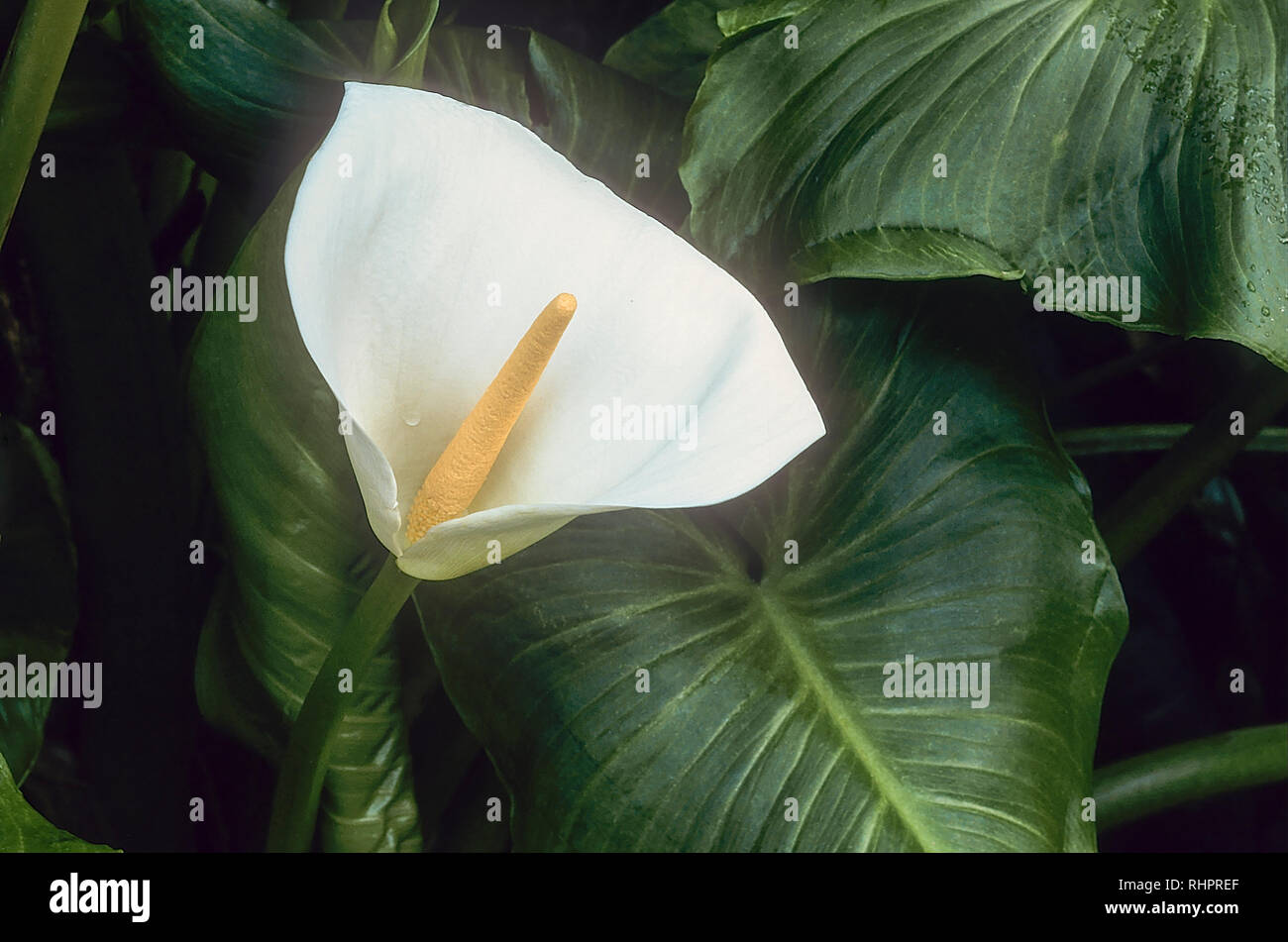 Zantedeschia aethiopica Arum Lily Evergreen perennial with pure white ...