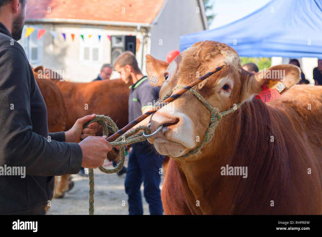 Market in French Limousin with brown Limousine cows Stock Photo - Alamy