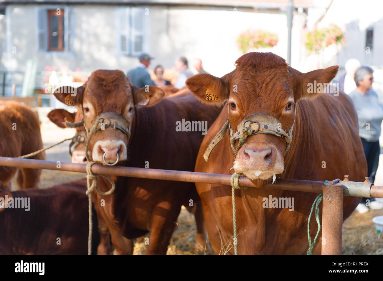 Market in French Limousin with brown Limousine cows Stock Photo - Alamy