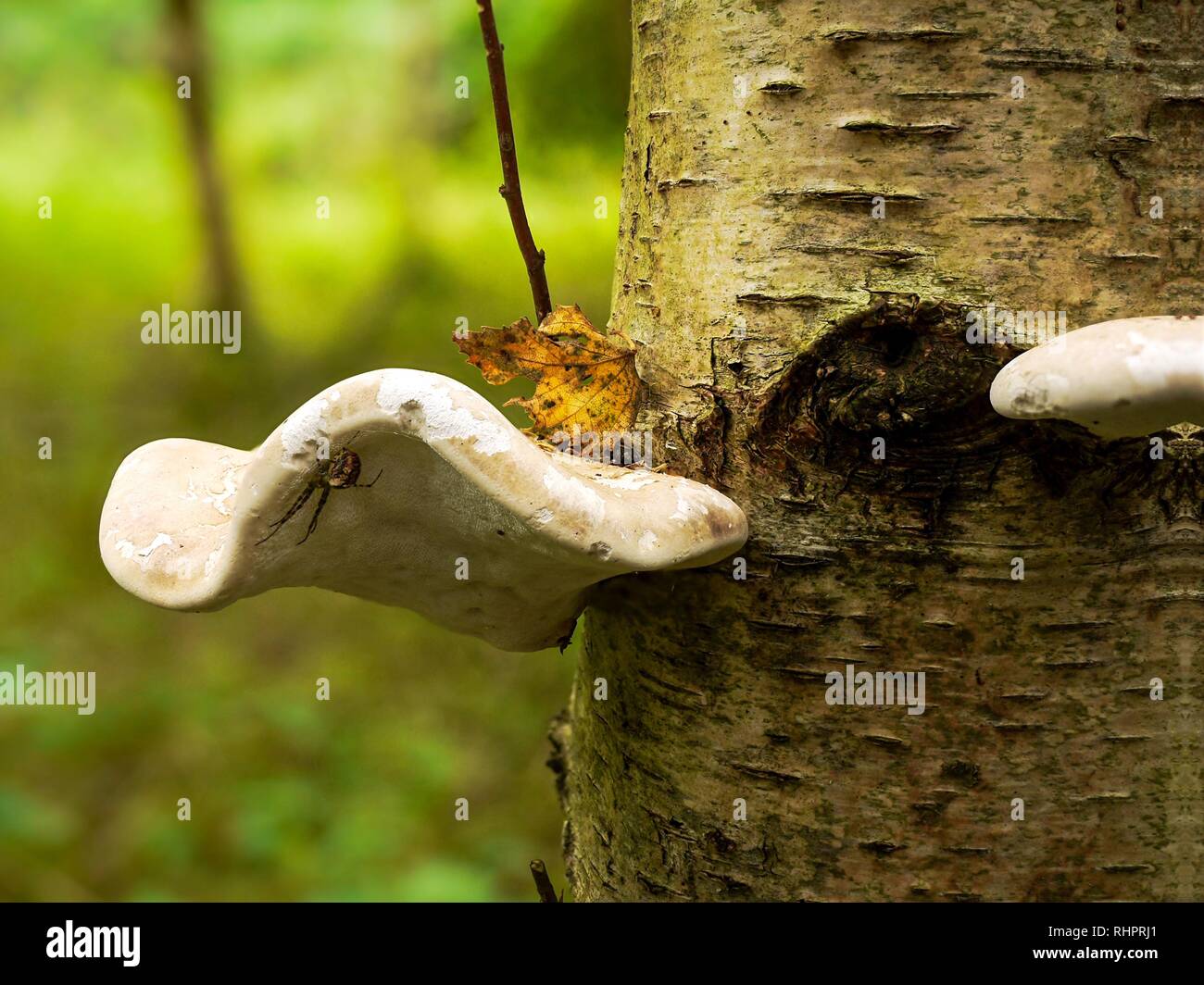 Piptoporus betulinus, the Birch Polypore is home to an Araneus spider ...