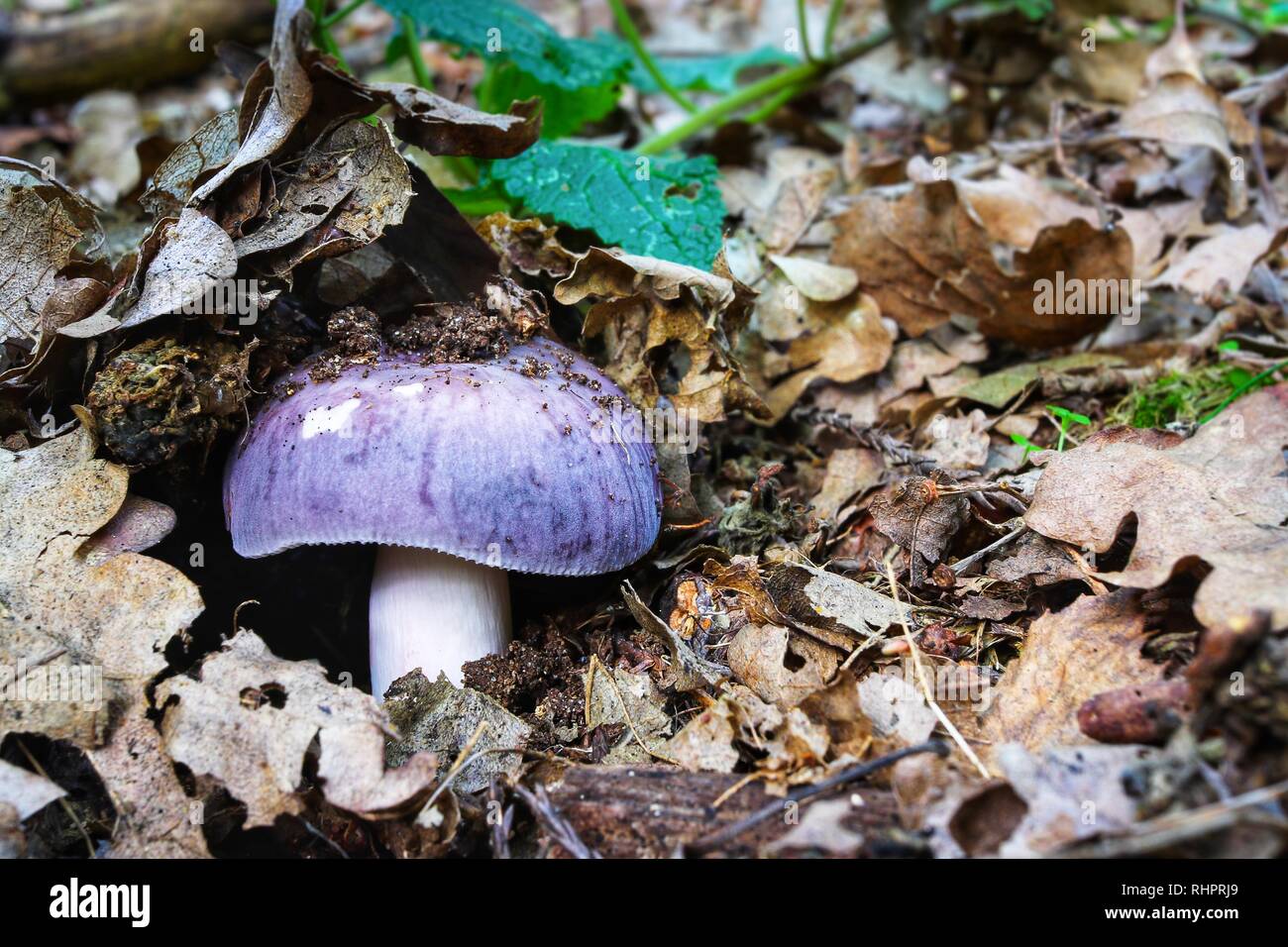 A purple Russula toadstool pushing up through the undergrowth on the ...