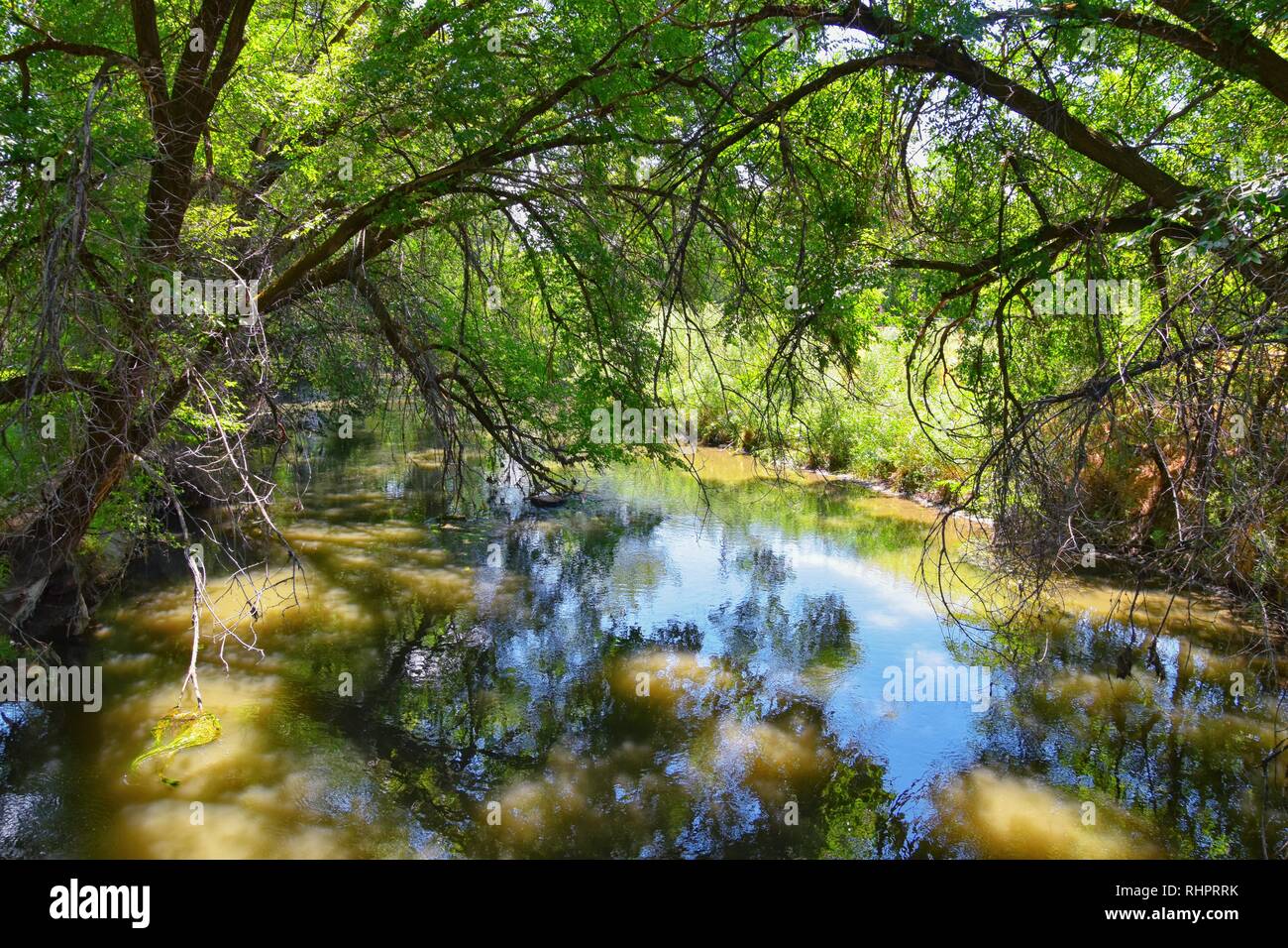 Views of Jordan River Trail with surrounding trees, Russian Olive ...