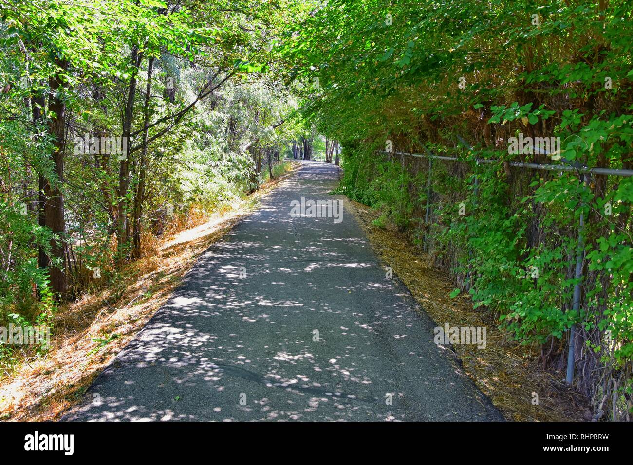 Views of Jordan River Trail with surrounding trees, Russian Olive ...