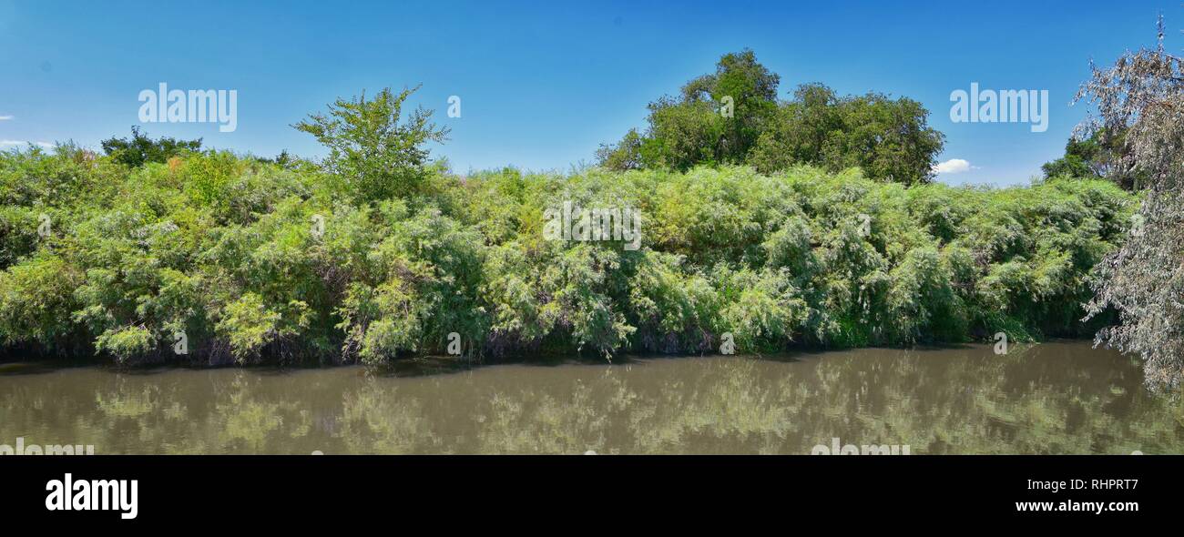 Views of Jordan River Trail with surrounding trees, Russian Olive ...