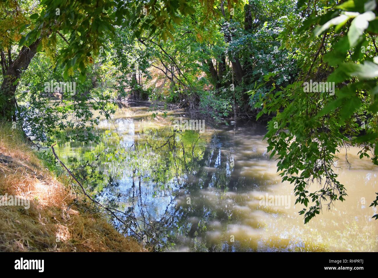 Views of Jordan River Trail with surrounding trees, Russian Olive ...