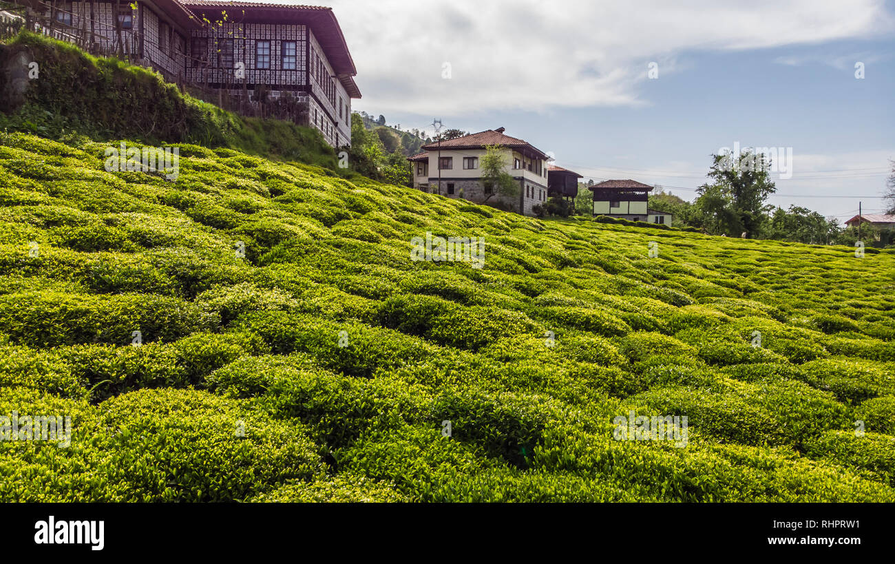 Aerial drone top view tea hi-res stock photography and images - Alamy