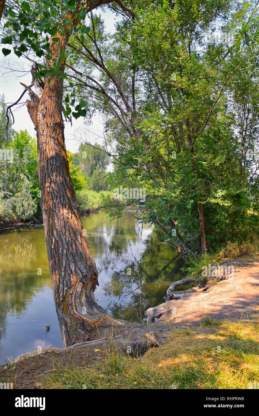 Views of Jordan River Trail with surrounding trees, Russian Olive ...