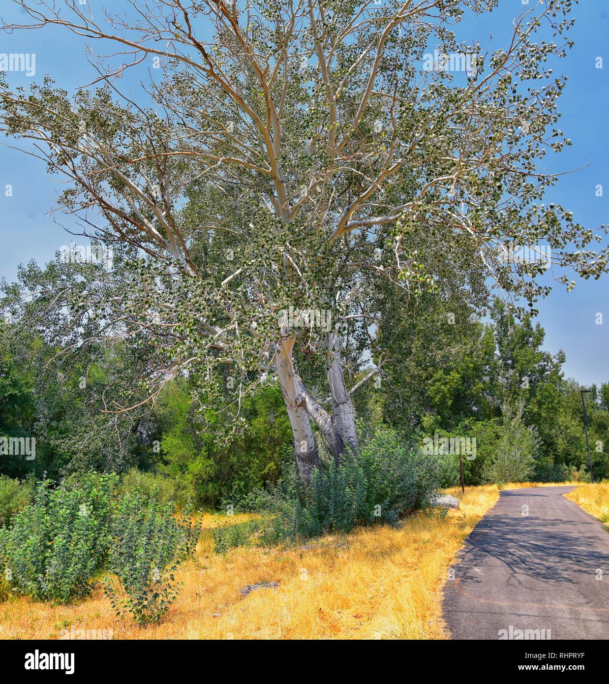 Views of Jordan River Trail with surrounding trees, Russian Olive ...