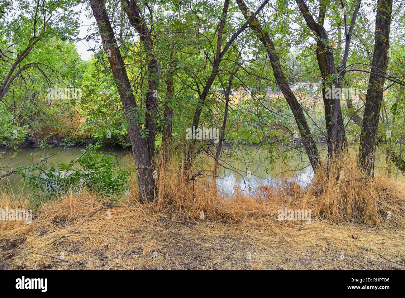 Views of Jordan River Trail with surrounding trees, Russian Olive ...