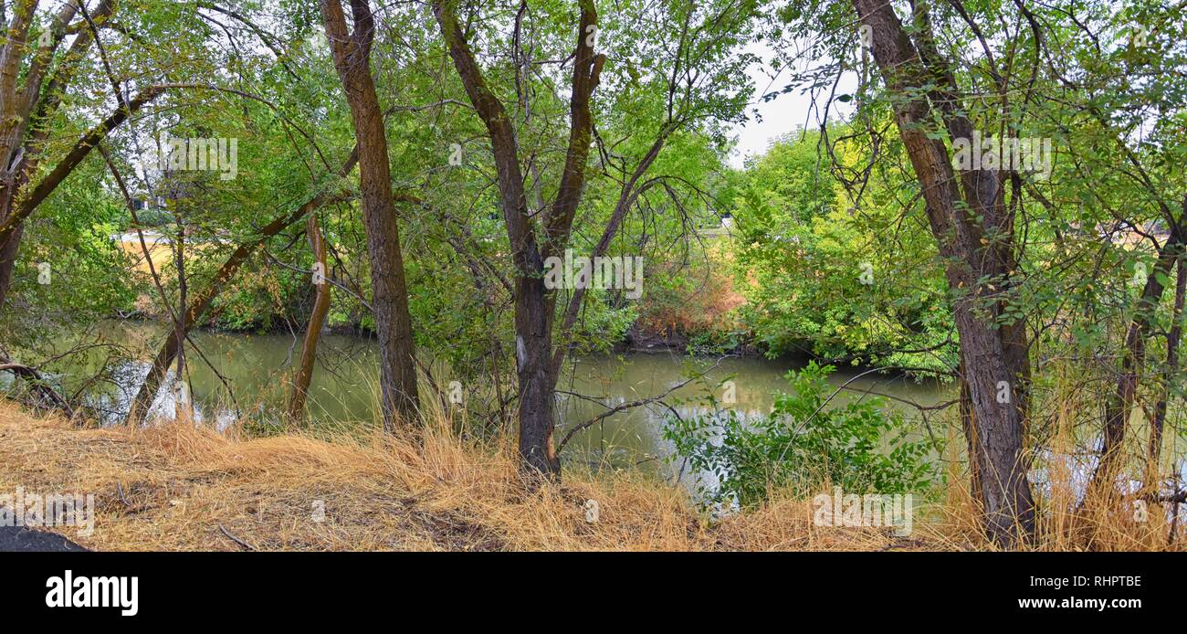 Views of Jordan River Trail with surrounding trees, Russian Olive ...