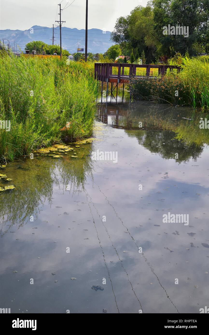 Views of Jordan River Trail with surrounding trees, Russian Olive ...