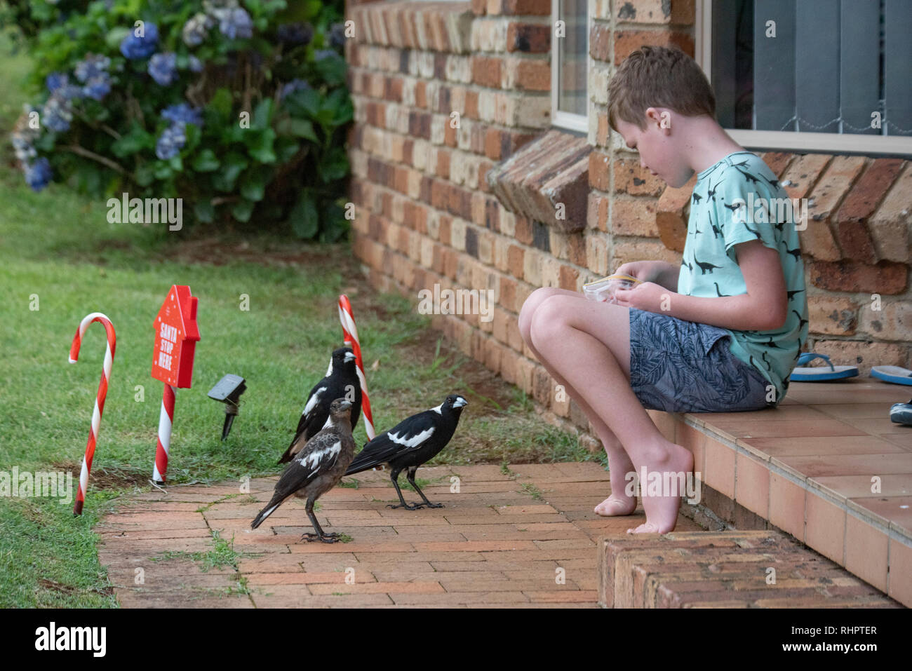 Boy sitting on a step feeding magpies Stock Photo - Alamy