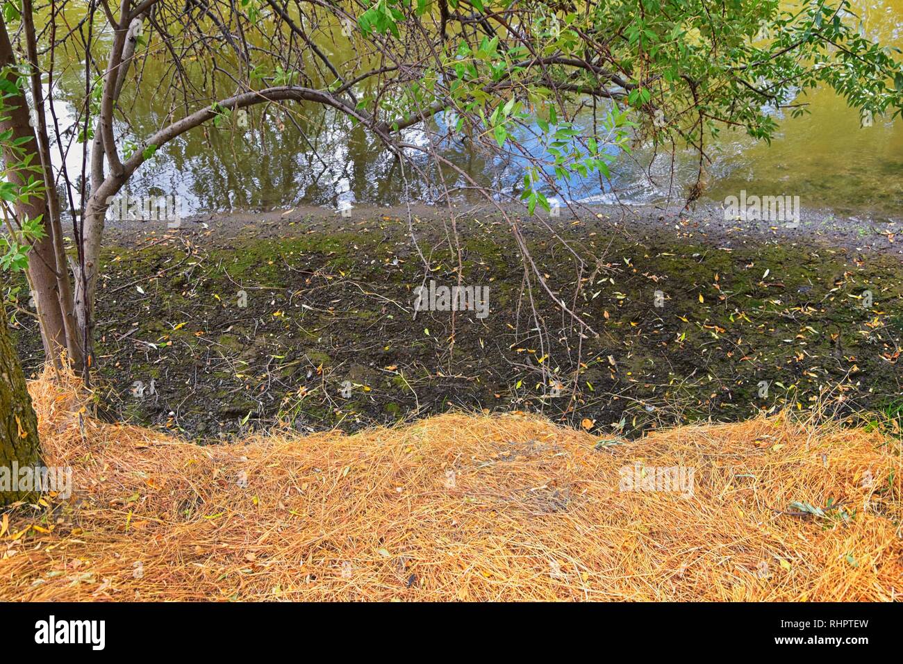 Views of Jordan River Trail with surrounding trees, Russian Olive ...