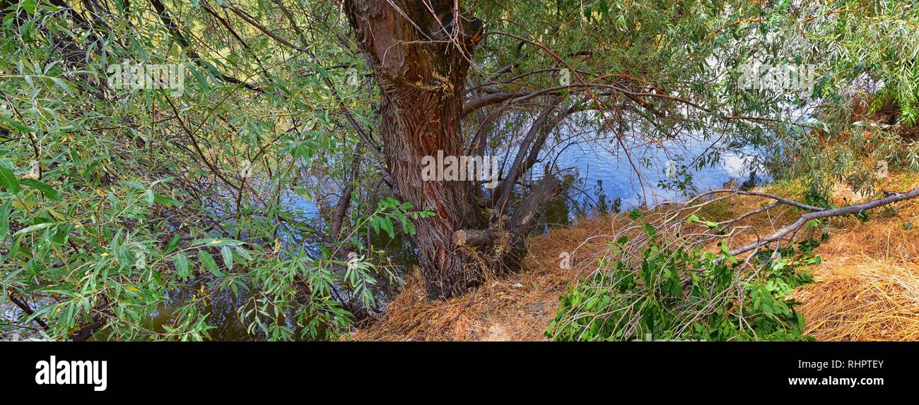 Views of Jordan River Trail with surrounding trees, Russian Olive ...
