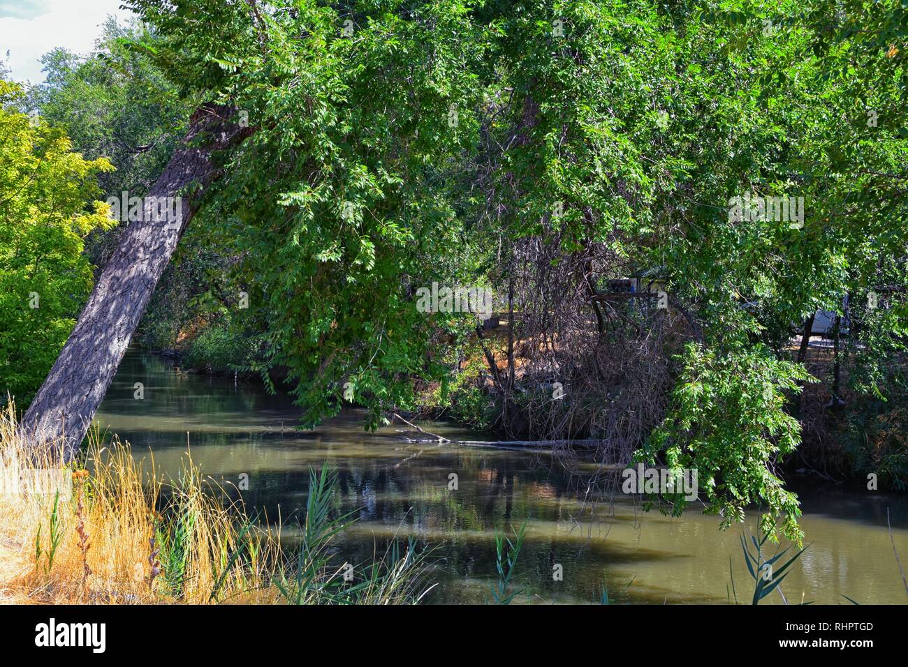 Views of Jordan River Trail with surrounding trees, Russian Olive ...