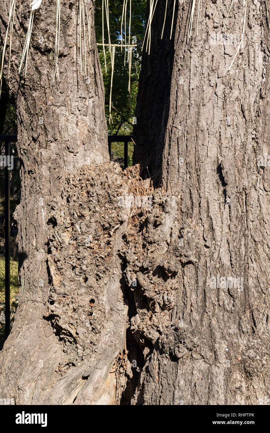 Chingo-do, Sensoji, Taito-ku, Tokyo, Japan Stock Photo - Alamy
