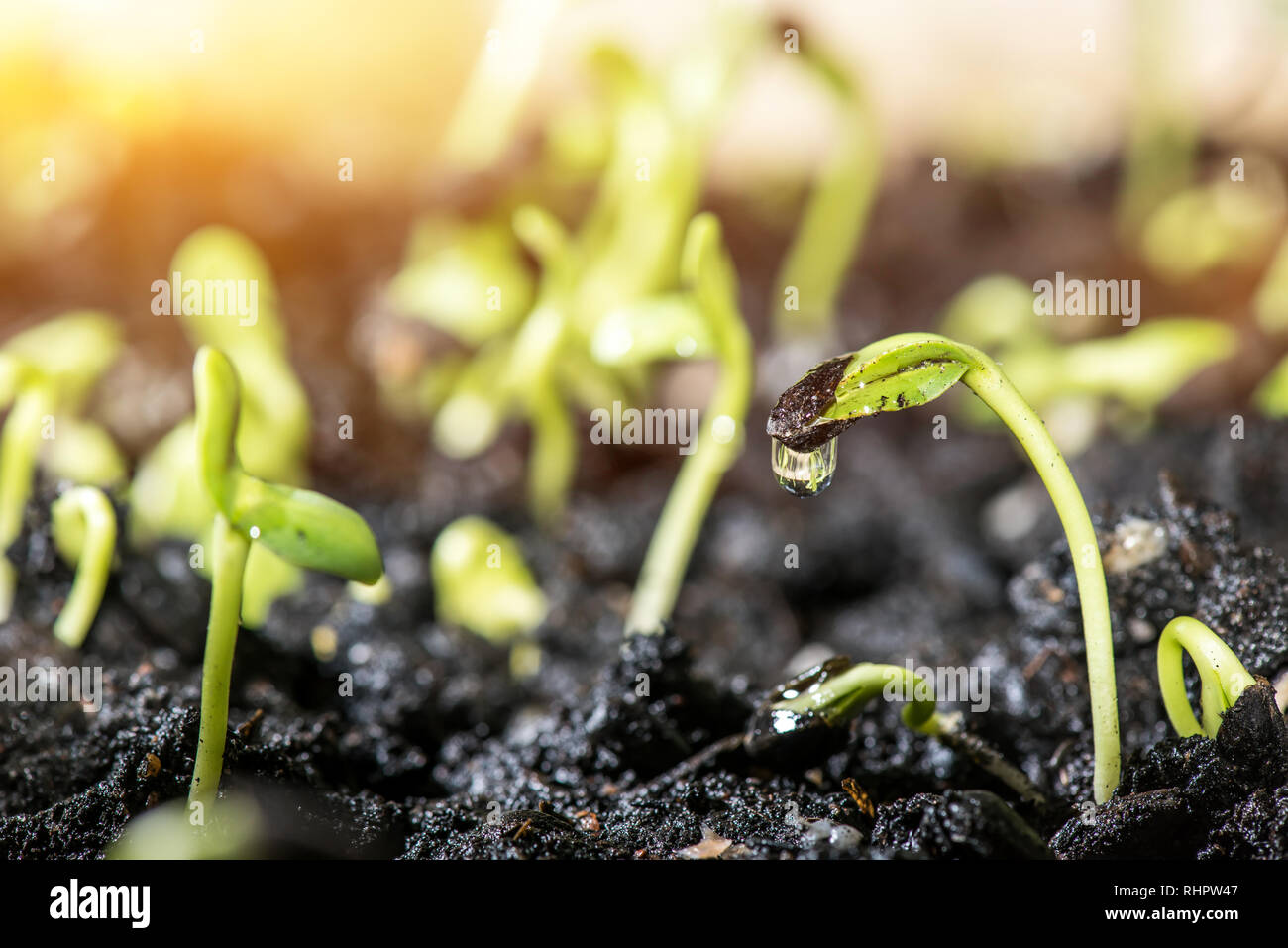 new born of plant and tree. Growth and fresh nature Stock Photo - Alamy