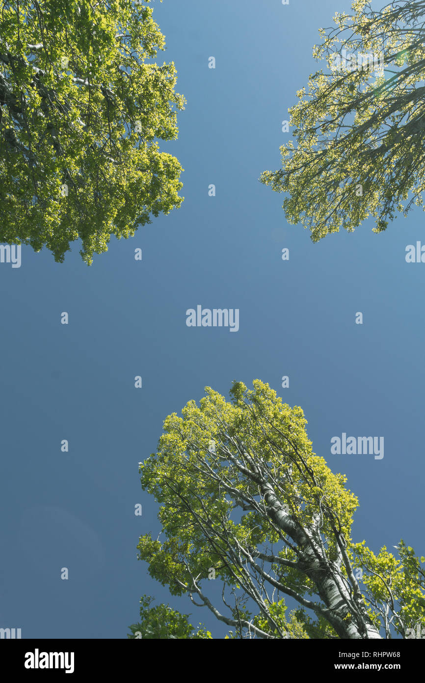 Three trees with new spring growth converging overhead from below ...