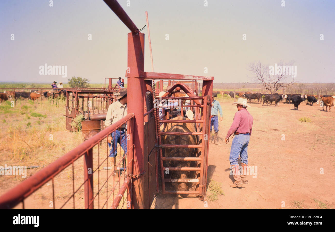 Cowboys working on cow in chute hi-res stock photography and images - Alamy