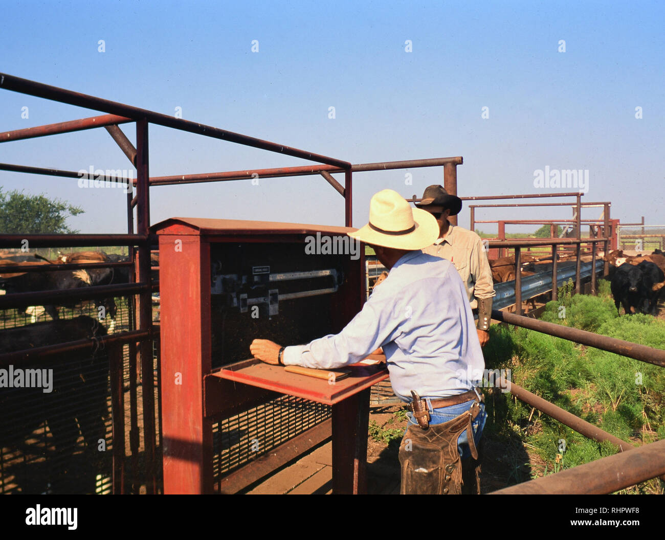 Working cowboy in the cattle pens of a Texas ranch in the late 1990s ...