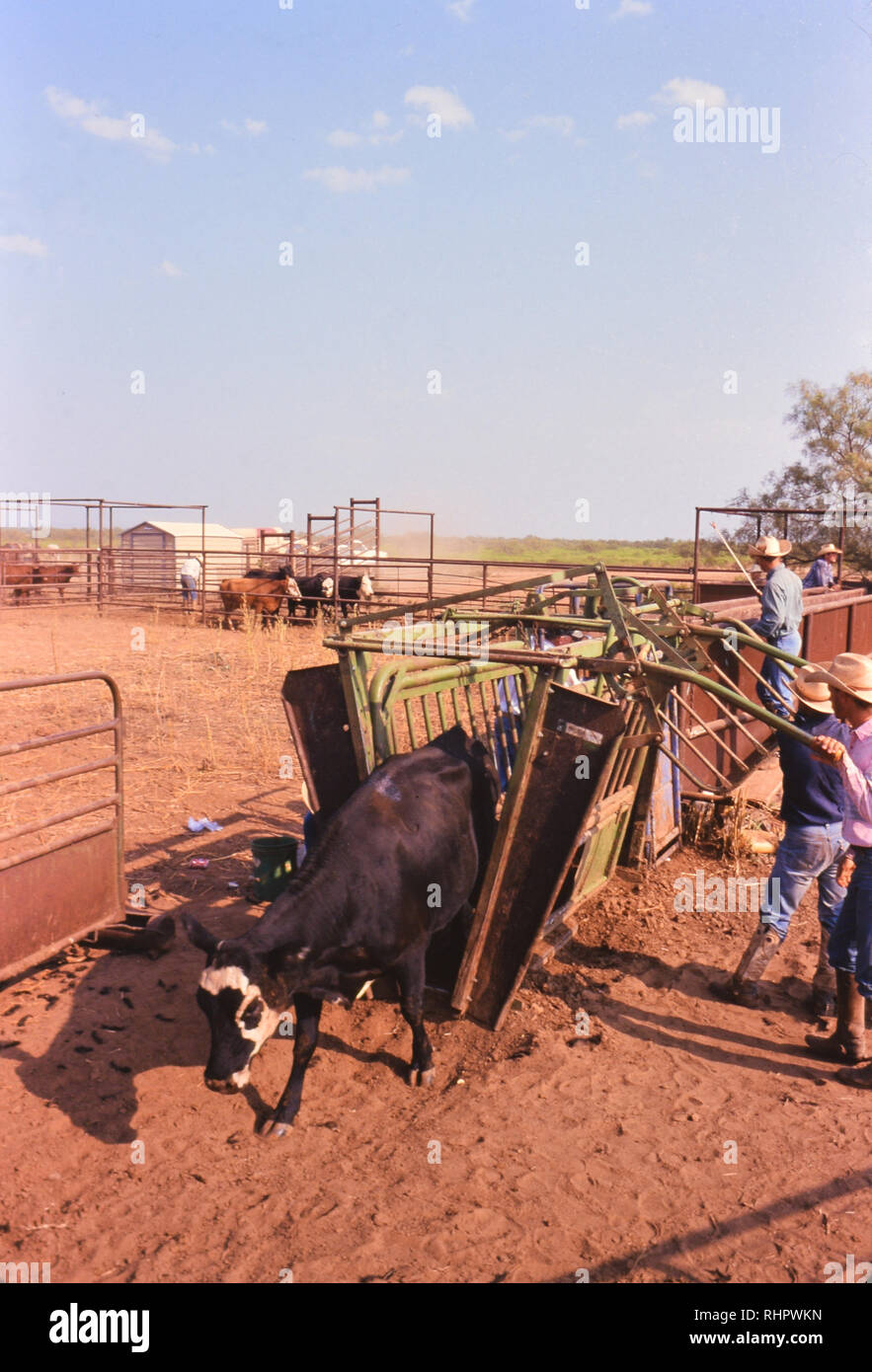 Cowboy releasing cow from cattle chute on a Texas ranch Stock Photo - Alamy