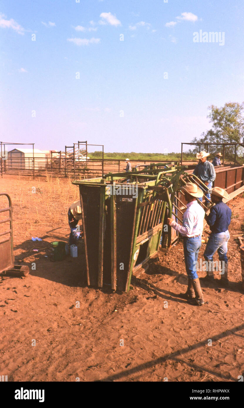 Cowboy working on cow in cattle chute on Texas ranch Stock Photo - Alamy