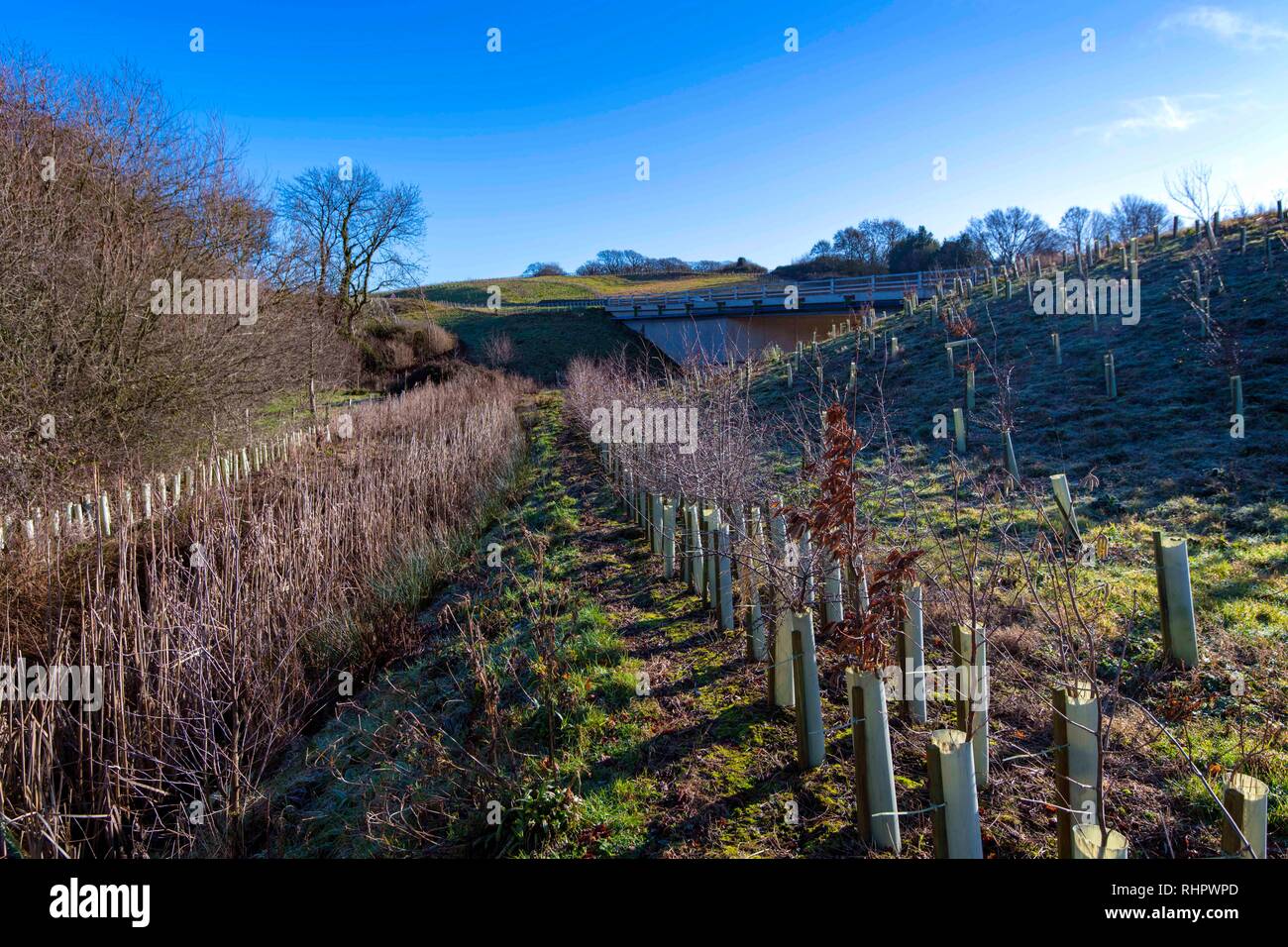 Planting trees for wildlife hi-res stock photography and images - Alamy
