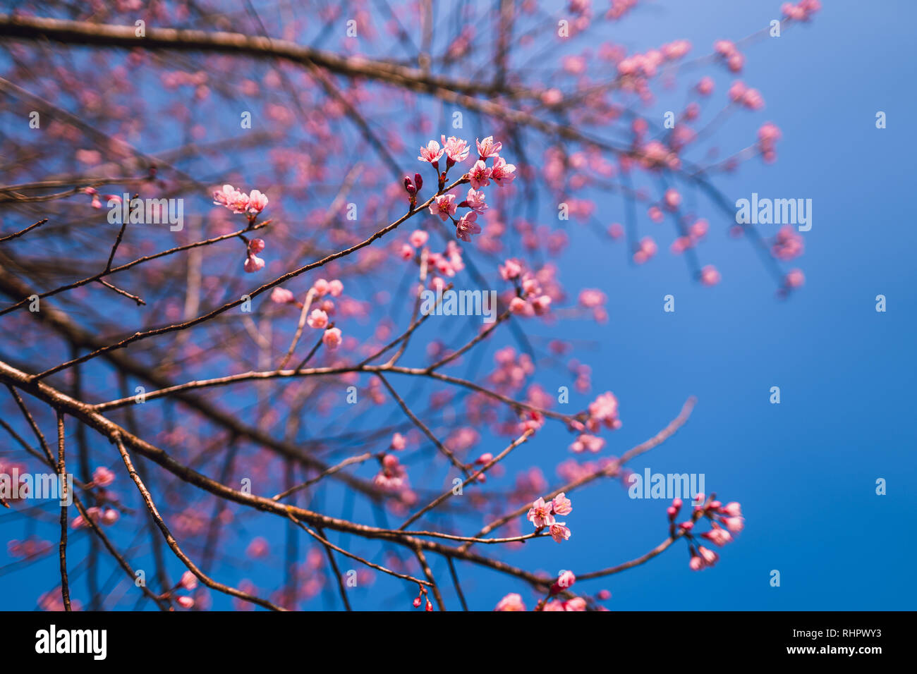 Spring blossom pink flowers Beautiful nature Stock Photo - Alamy