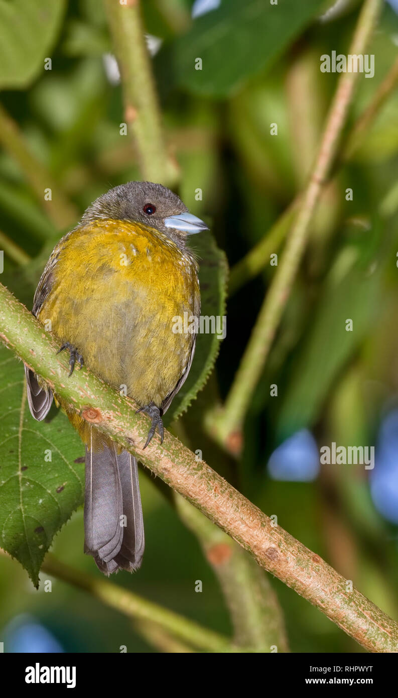 Feale Scarlet-rumped Tanager (Ramphocelus passerinii) as example of ...