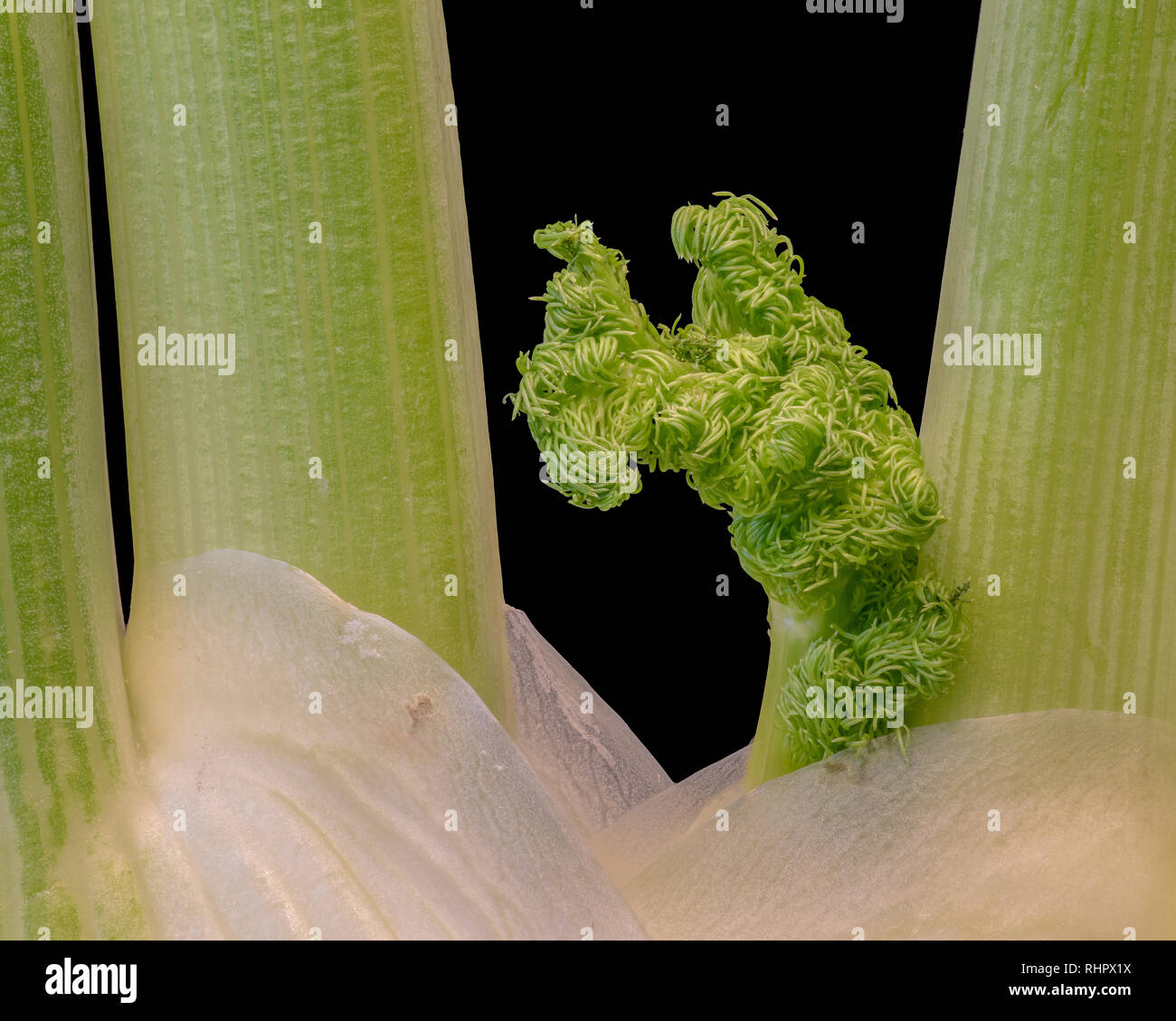 Fine art still life color macro of the feather green on a single ...