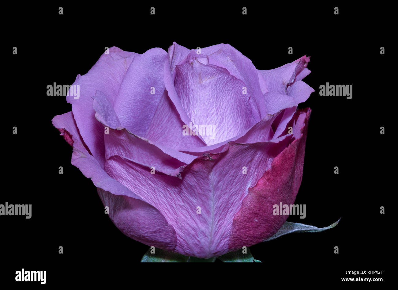 Fine art still life color macro of a single isolated violet red rose ...