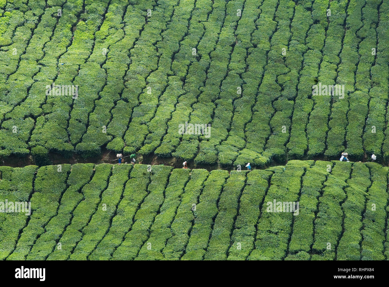 Workers walking through part of the Kanan Devan Hills Plantation in ...