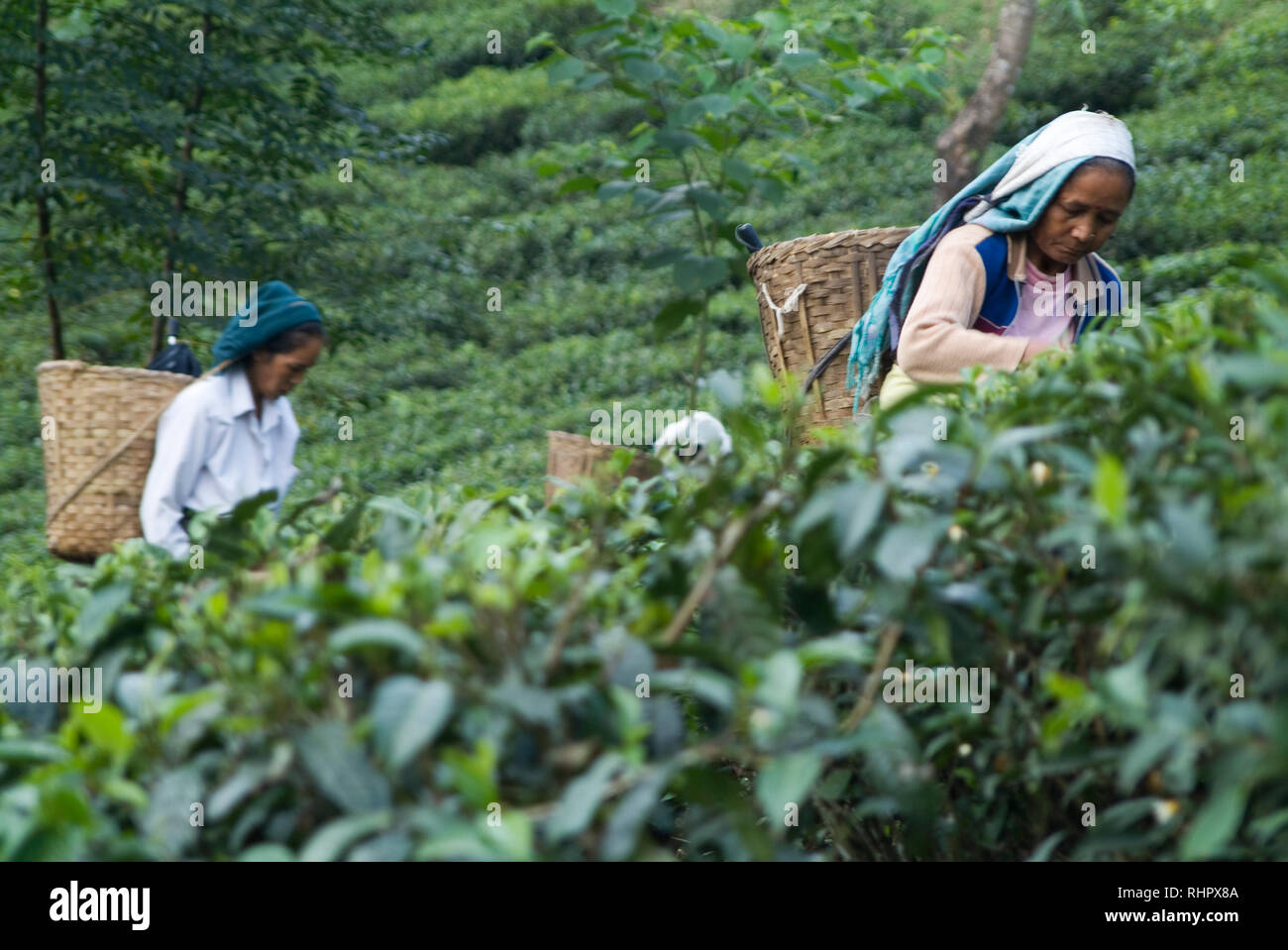 Women harvest tea into baskets carried on their back at the Kanan Devan ...