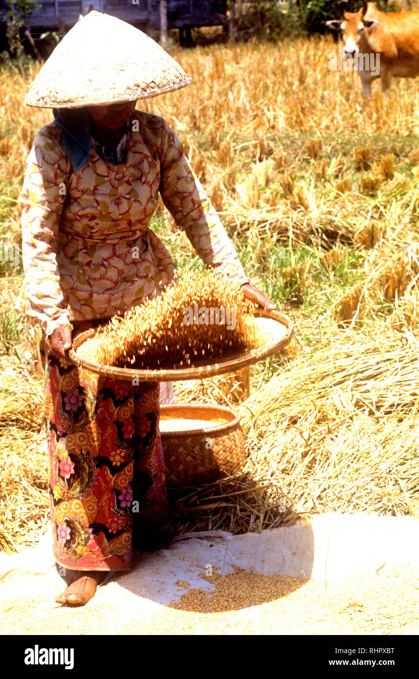 Rural woman winnowing rice in East Malaysia Stock Photo - Alamy