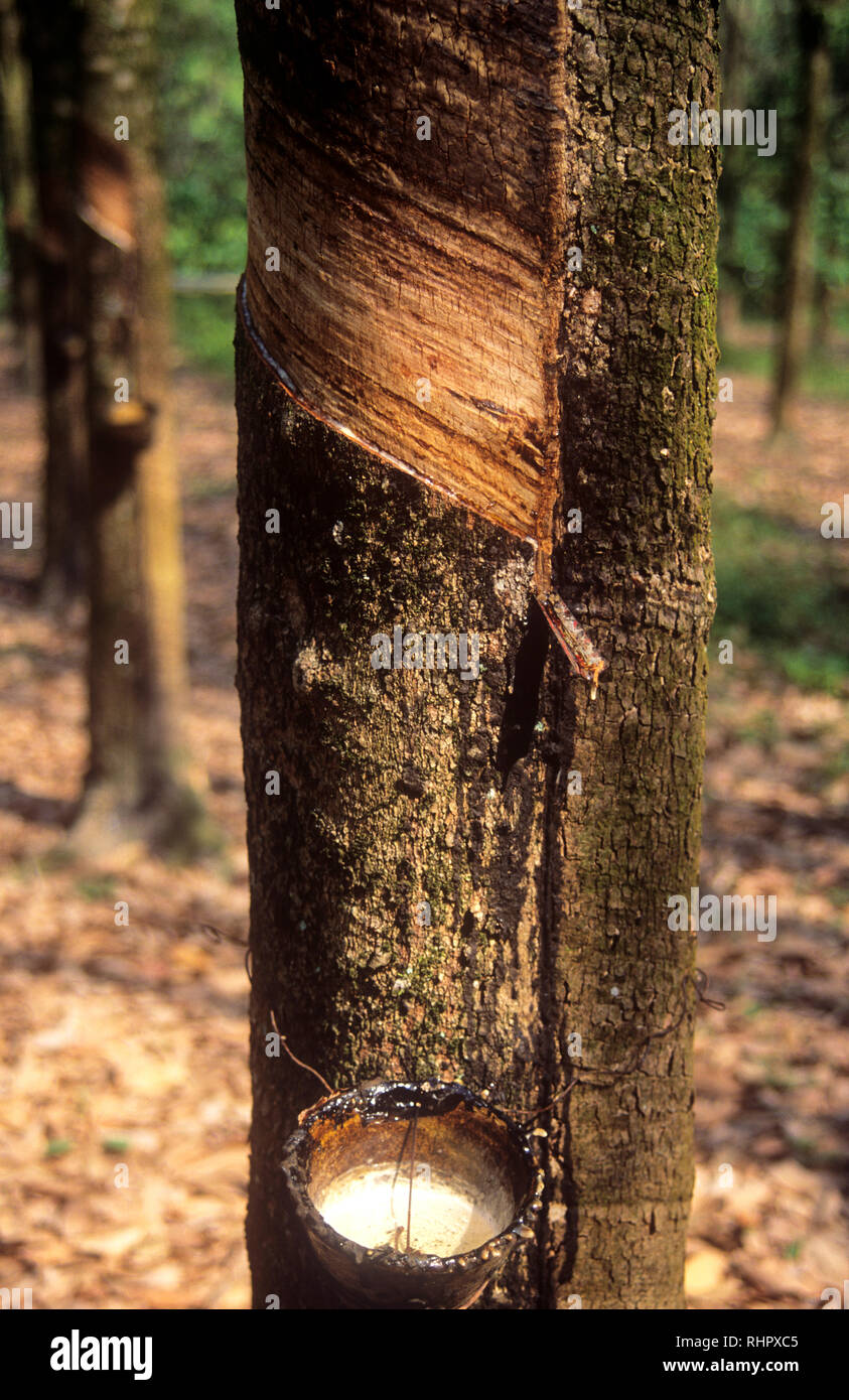 Rubber tree dripping latex sap Malaysia Stock Photo - Alamy