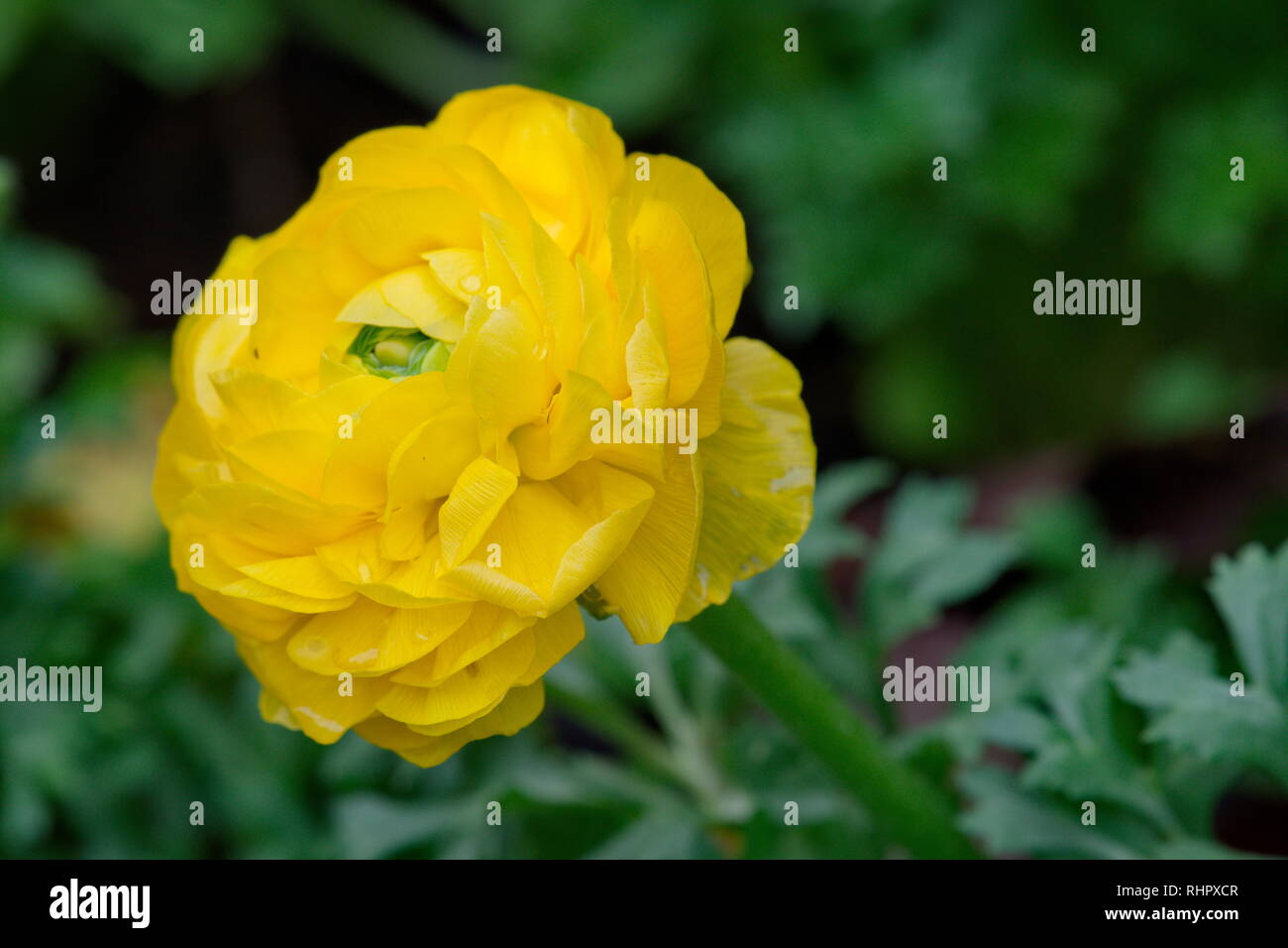 Yellow Ranunculus blossoms in garden Stock Photo - Alamy