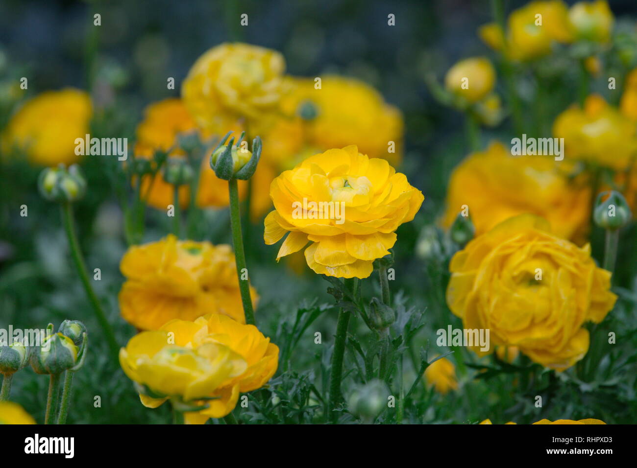 Yellow Ranunculus blossoms in garden Stock Photo - Alamy