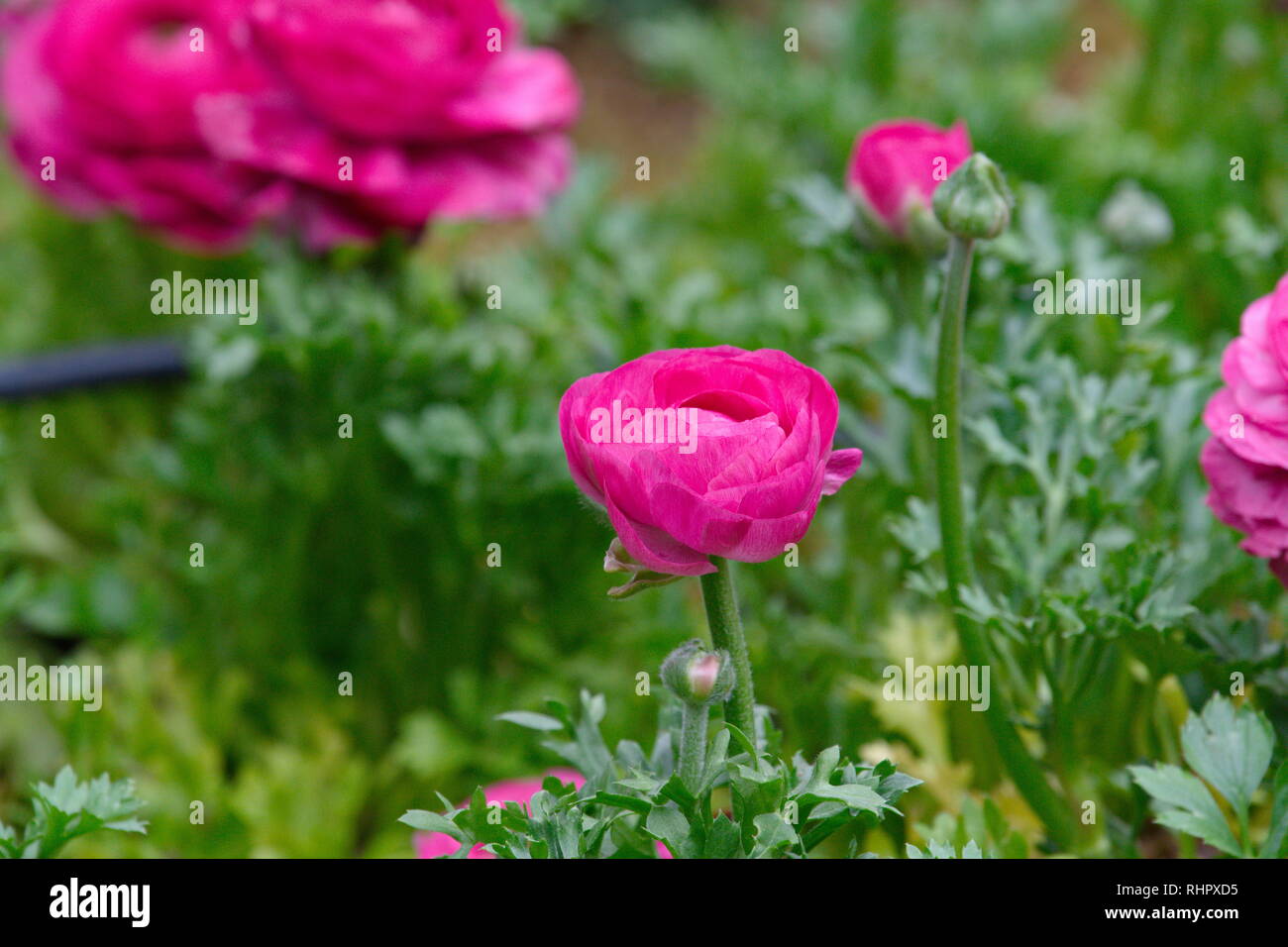 Magenta Ranunculus blossoms in garden Stock Photo - Alamy