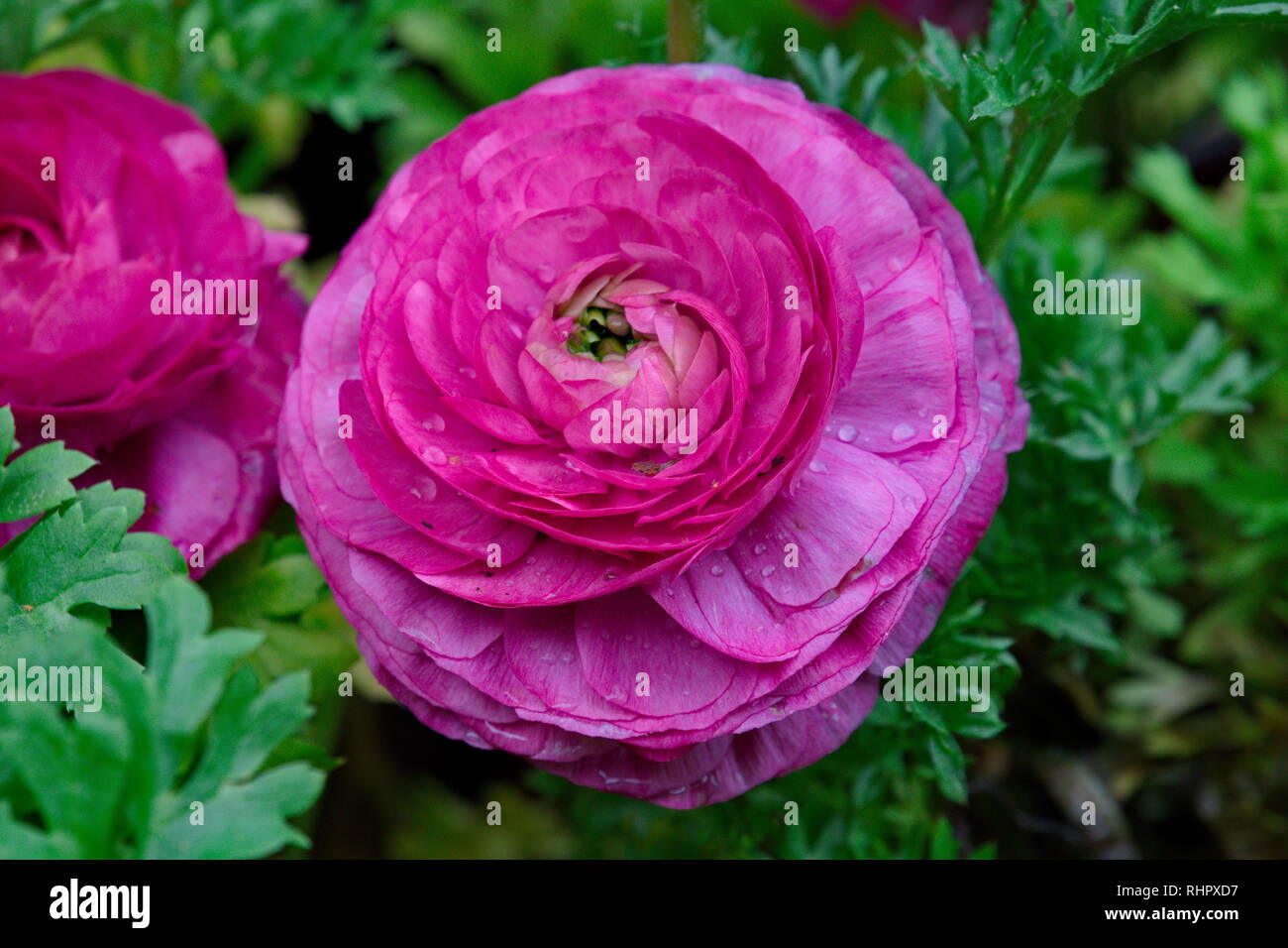 Magenta Ranunculus blossoms in garden Stock Photo - Alamy