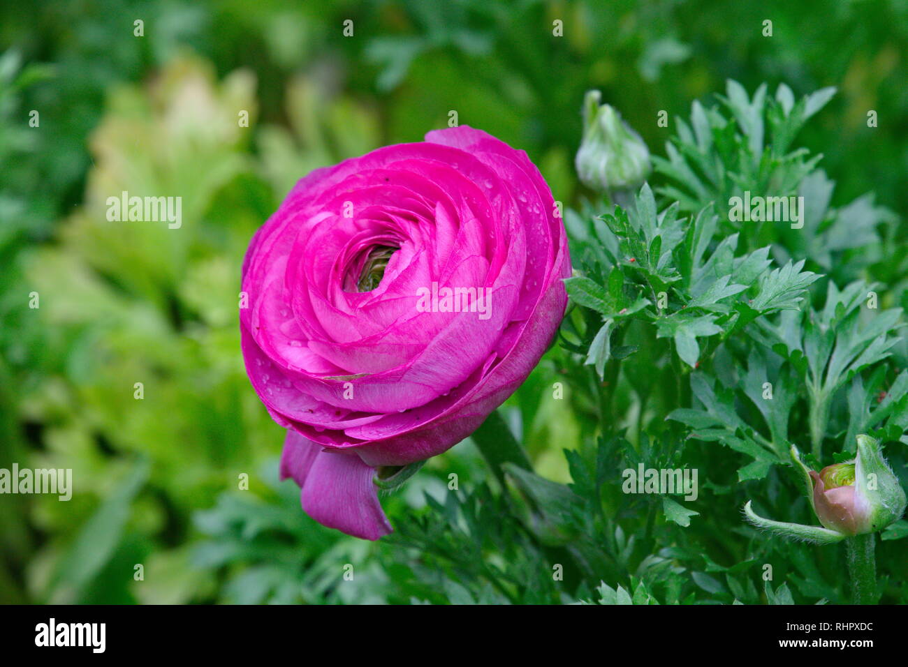 Ranunculus magenta flower hi-res stock photography and images - Alamy