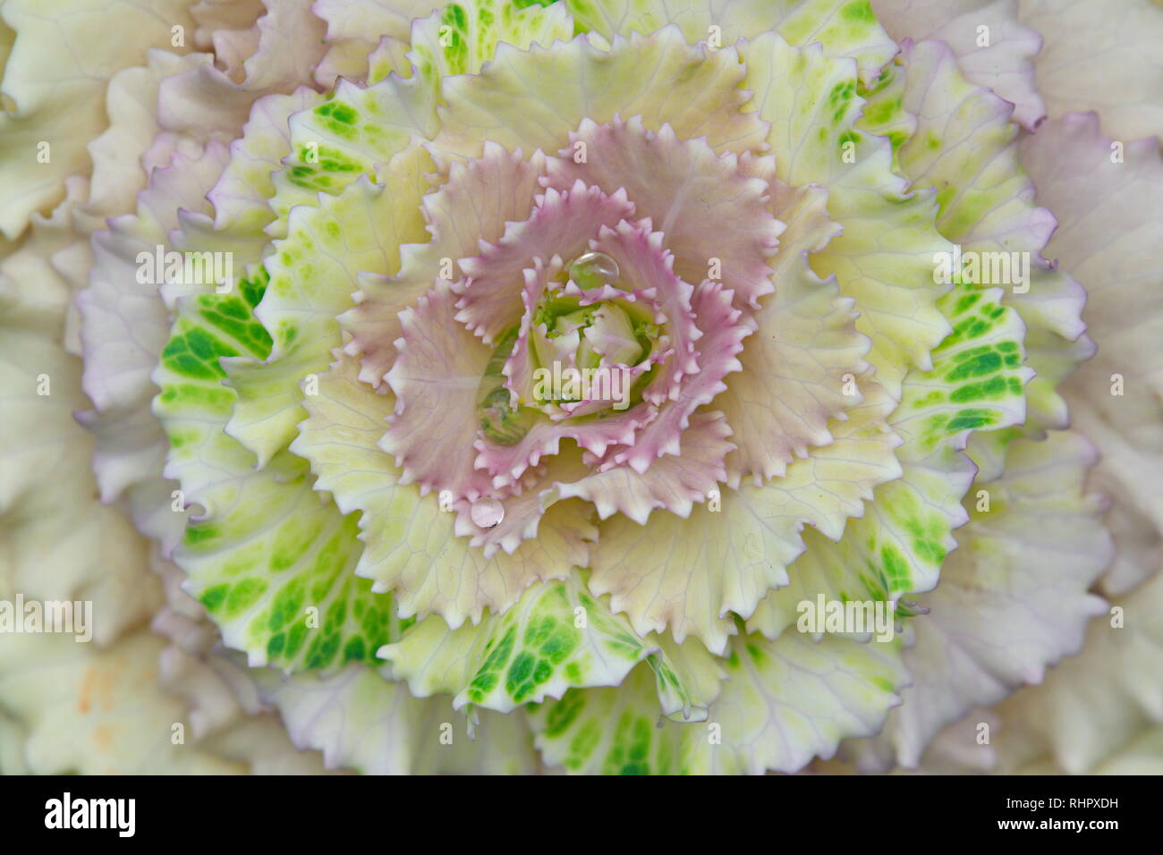 Ornamental Cabbage, close up of decorative cabbage Stock Photo - Alamy