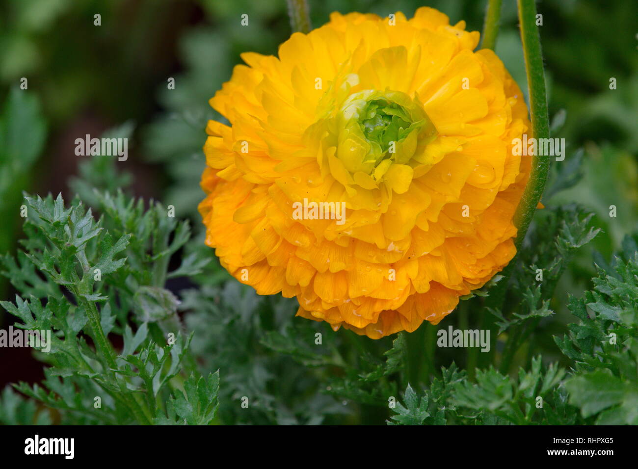 Yellow orange persian buttercup flower hi-res stock photography and ...