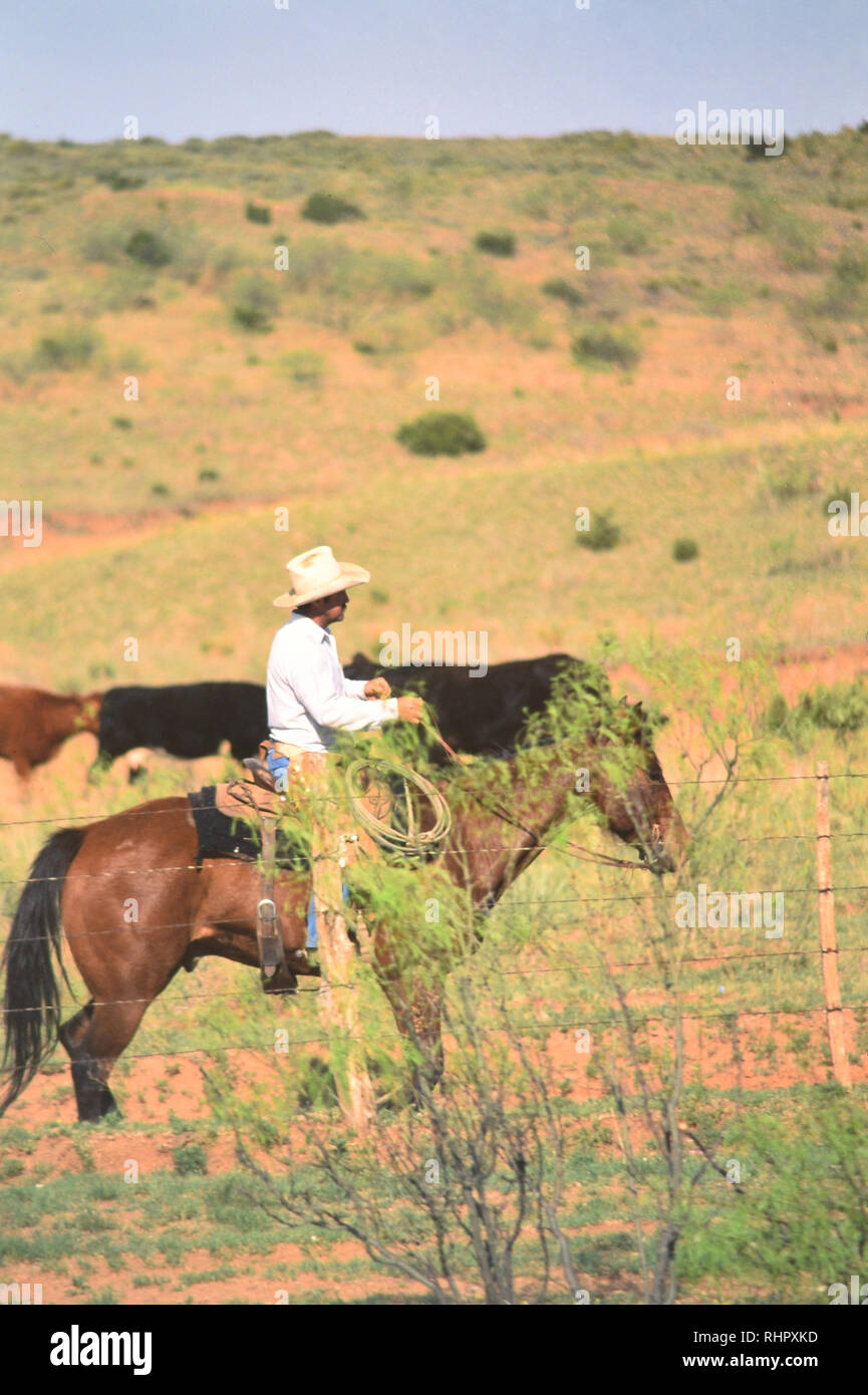 Cowboy on horseback during spring round up on a Texas ranch in 1998 ...
