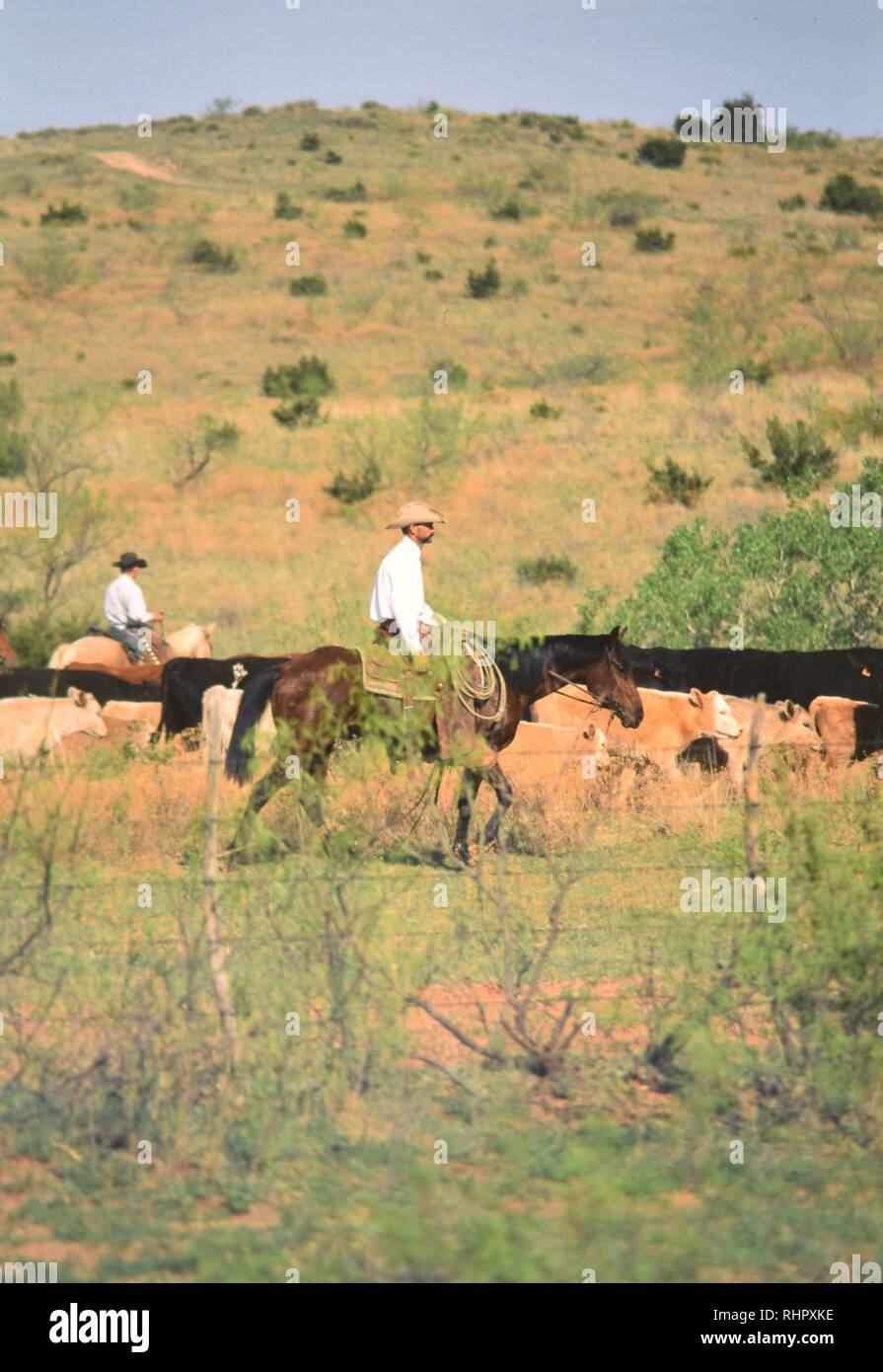Cowboy on horseback during spring round up on a Texas ranch in 1998 ...