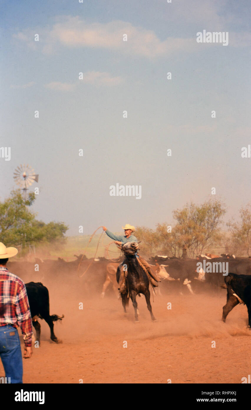 Cowboy roping calf at branding time hi-res stock photography and images ...